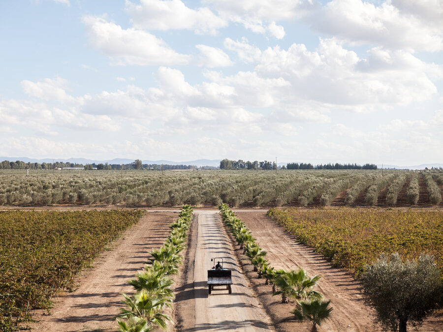 A visit to the vineyards of La Ferme Rouge in Morocco | Premier African ...