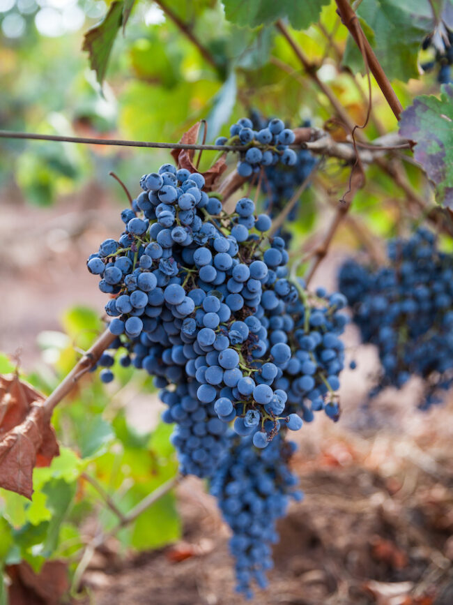 La Ferme Rouge | Premier African Luxury Lifestyle Magazine | MOYI Magazine